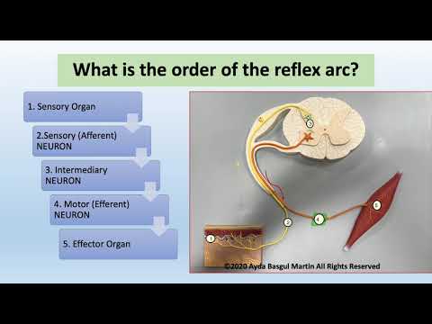 Human Anatomy and Physiology of the Reflex Arc