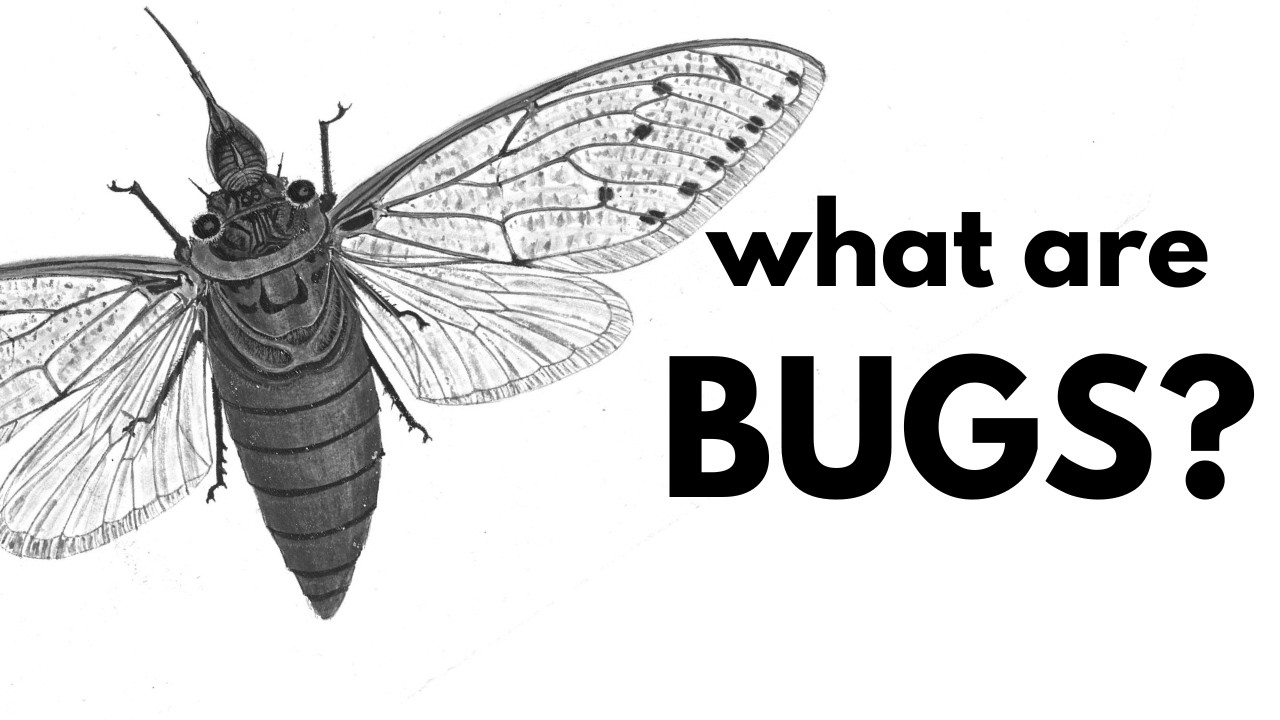 What Are (true) Bugs?