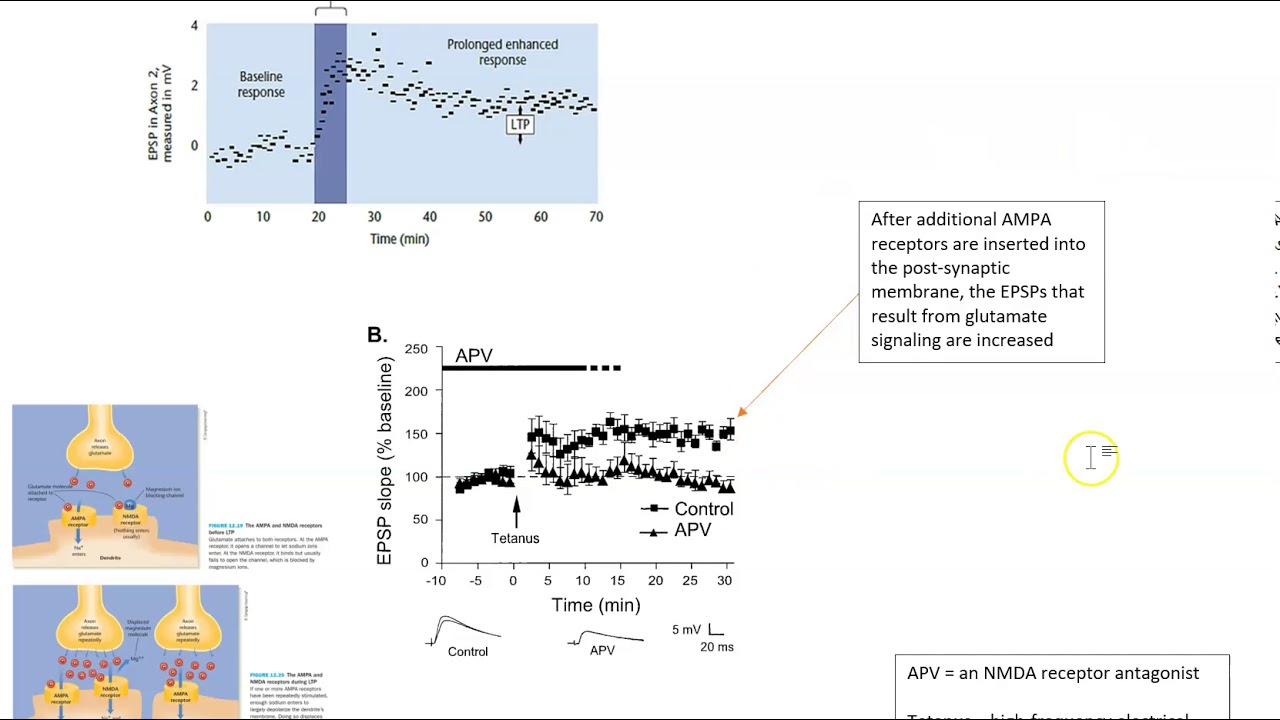 BehNeuro: LTP Figure Annotation Assignment