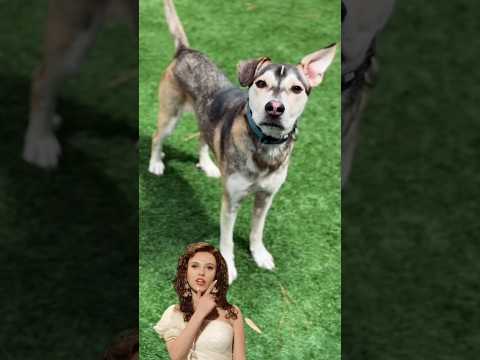 Us showing off our adoptable dogs #adoptme #dog #dogshorts #animal #adopt #doglover #rescuedog