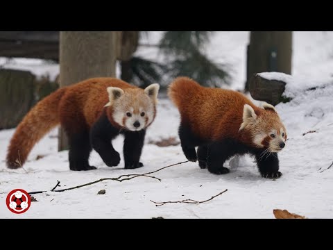 Animals How to pronounce red panda, Panda rosso, Panda vermelho, kırmızı panda, Красная панда,
