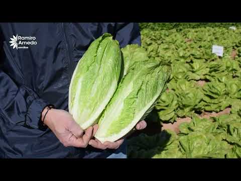 Discover our different Romaine Lettuces varieties