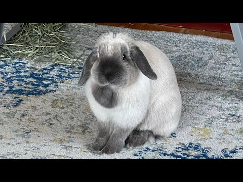 bunny rabbits DO make sounds! #shorts