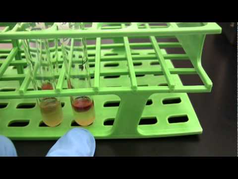 BIO 2192 UNIT 9 - Carbohydrate Fermentation -  Methyl Red / Vogues Proskauer (MR-VP) broth