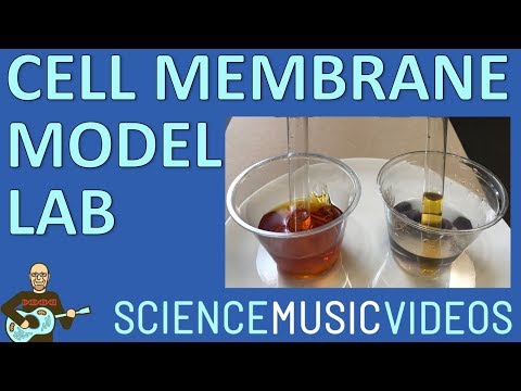 Cell Membrane Model Demonstration Using Dialysis Tubing