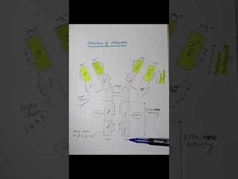 antibody structure