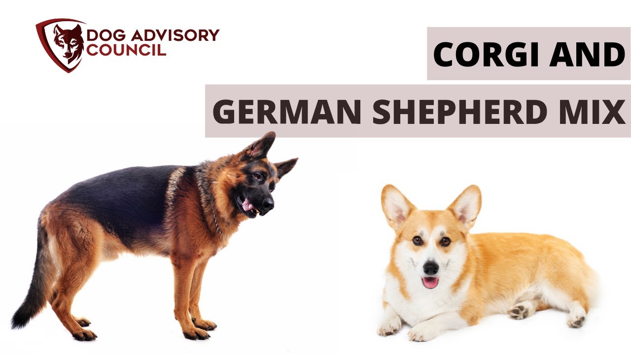 Corgi German Shepherd Mix - All You Should Know