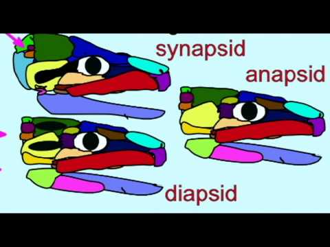 PL2: FOSSIL REPTILES: ANAPSIDS, DIAPSIDS, SYNAPSIDS