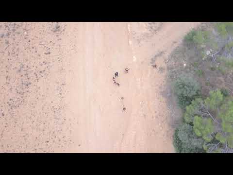 CDI MusCoVa – Mushing