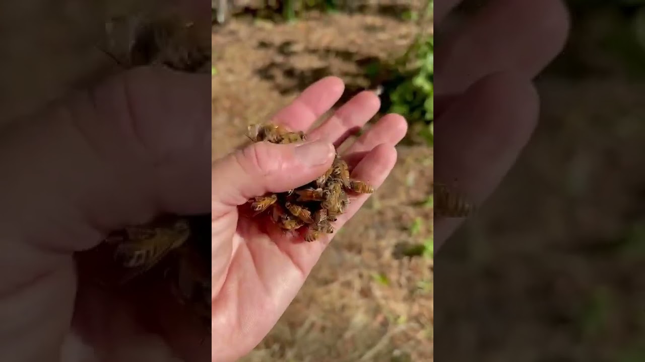 Beekeeper show cool phenomenon with honey bees