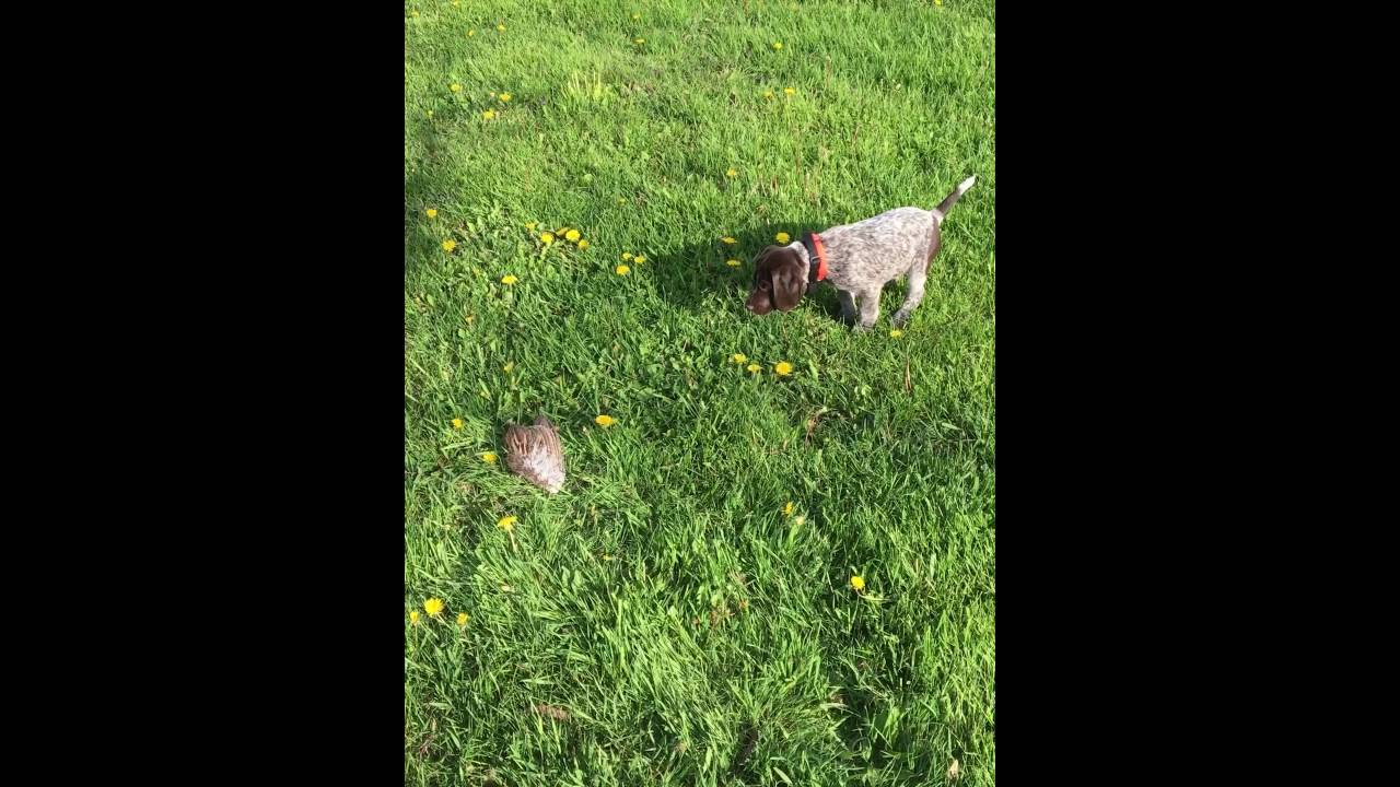 8 week old German shorthaired pointer point training