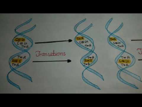 Substitution mutation
