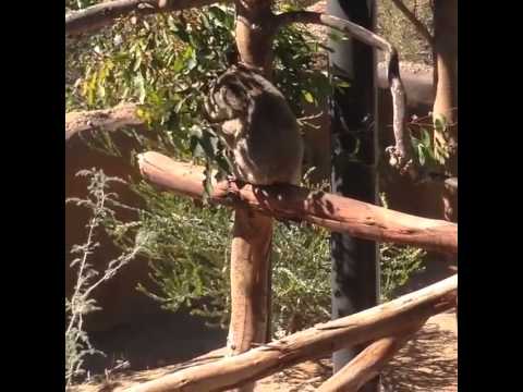 The Original Tree Huggers