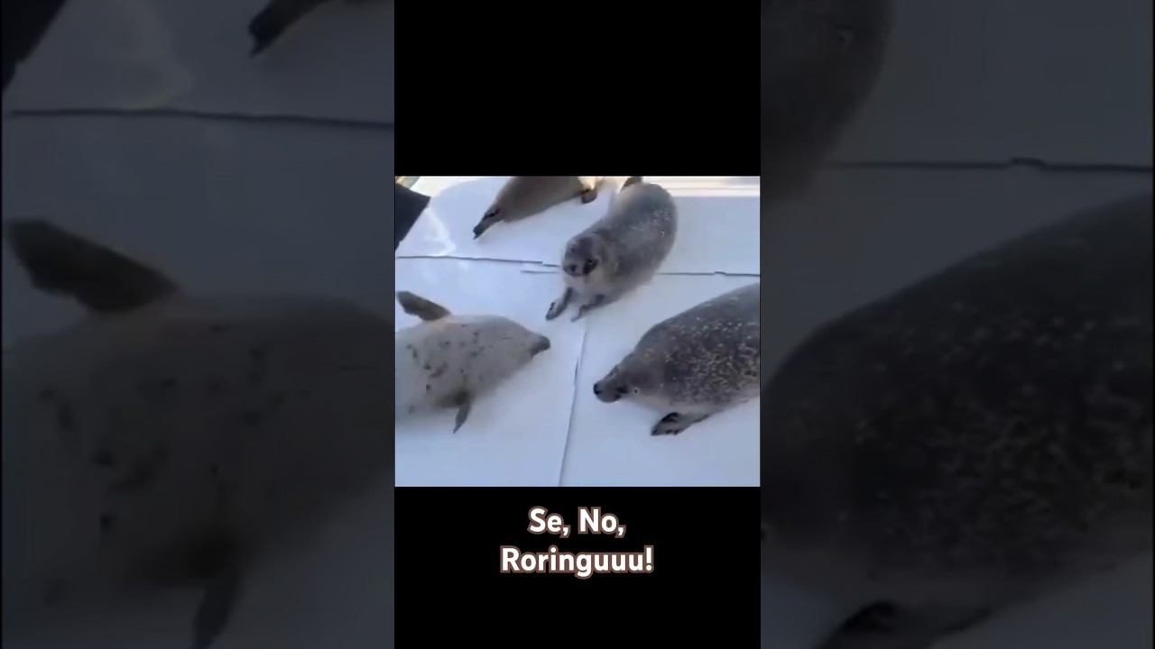 Japanese girl instructing seals ☺ #cuteanimals #seal #japanese