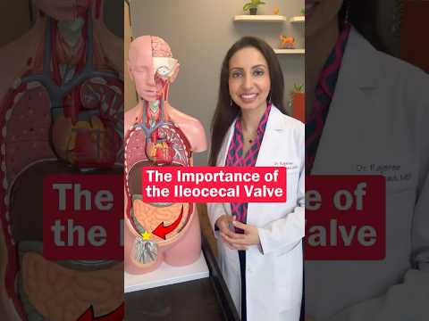 🚪The Backdoor to Your Small Intestine: The Ileocecal Valve! #shorts #guthealth #sibo