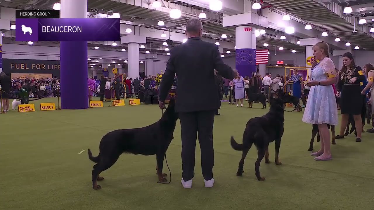 Beaucerons | Breed Judging 2026