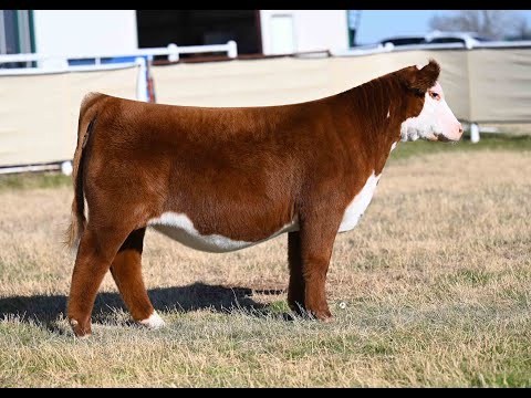 Tag 49 | T/R Cattle Company