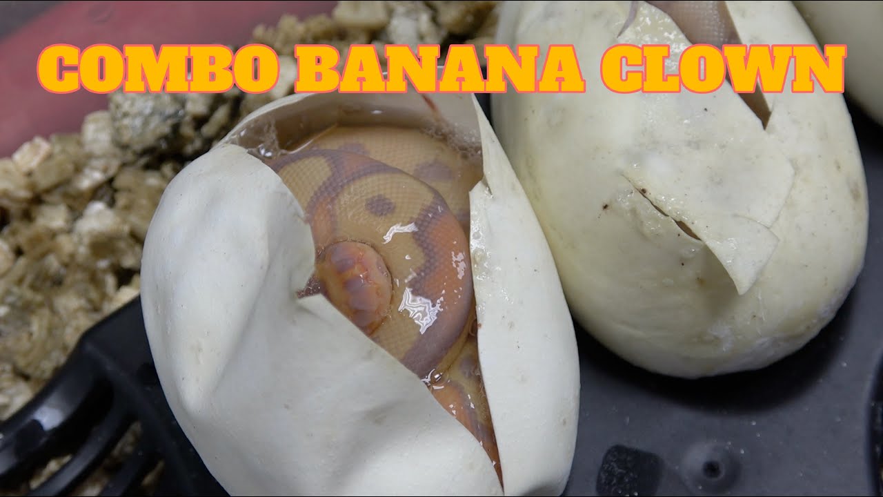 Amazing Python Egg Cutting! Combo Banana Clowns