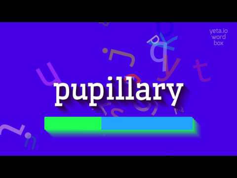 How to say "pupillary"! (High Quality Voices)