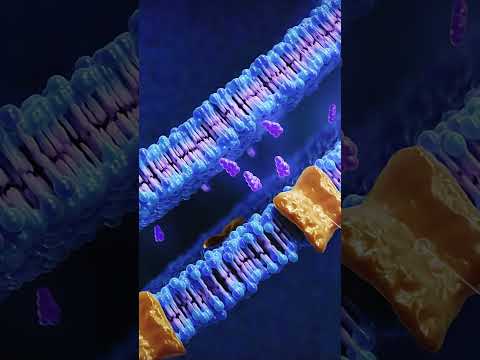 Dopaminergic neurons #medicalanimation #medicaleducation #patientexperience #pharma
