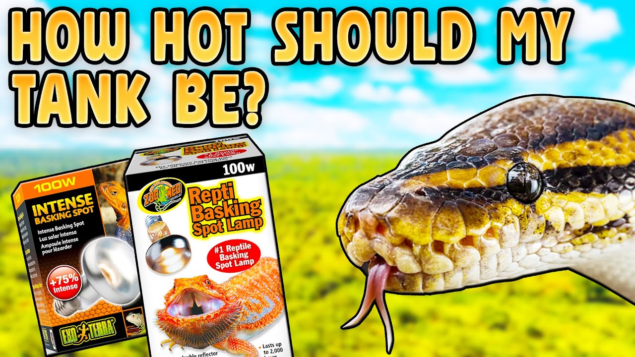 Complete Guide to Heating Ball Pythons
