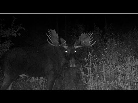 MAINE MOOSE GIANT BULL
