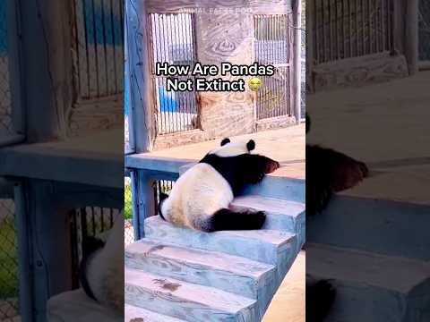 How Are Pandas Not Extinct ðŸ˜