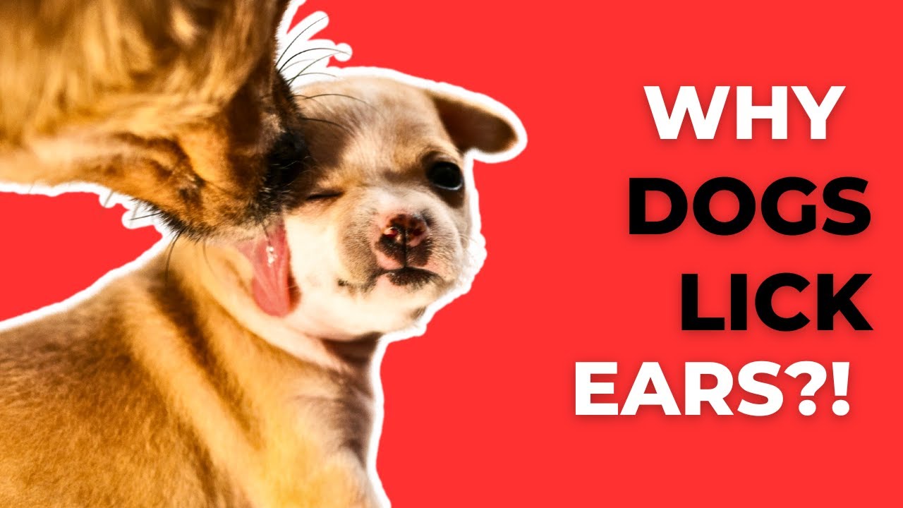 Why do Dogs Lick Other Dogs Ears?