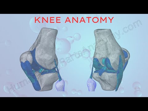 Detailed Human Knee Anatomy | Complete Guide with Parts, Names & Diagram| HumanBodyPartsAnatomy.com