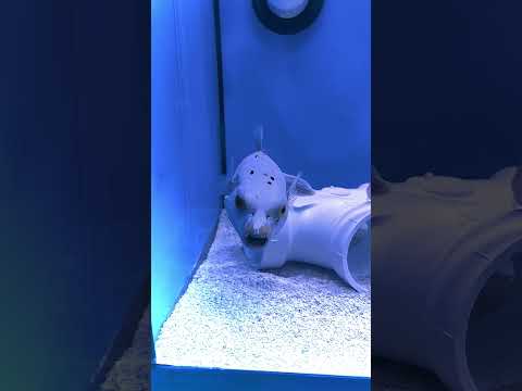 The Spotted Puffer aka Dogface Puffer.