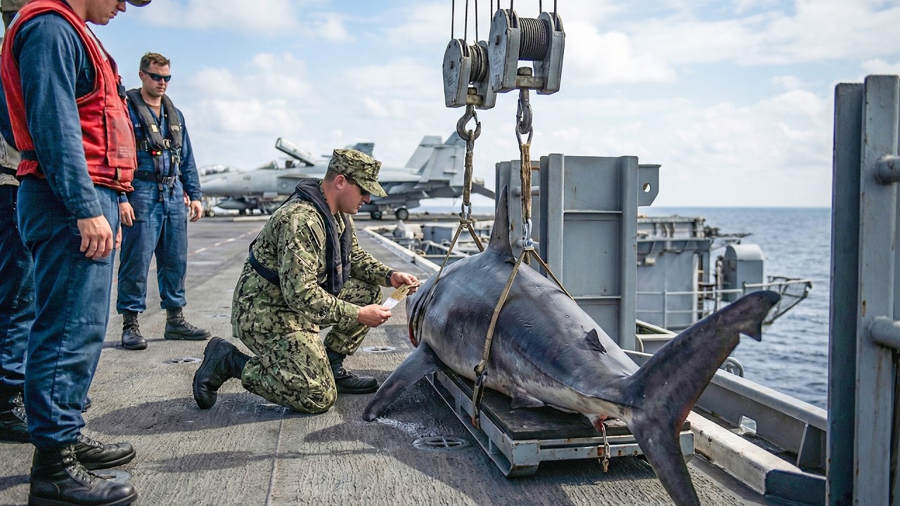 The Extreme Solution US Navy Found to Deal With SHARK ATTACKS