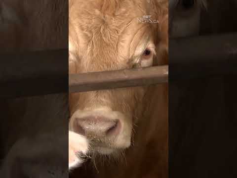 Alberta cattle producers worried about U.S. tariffs