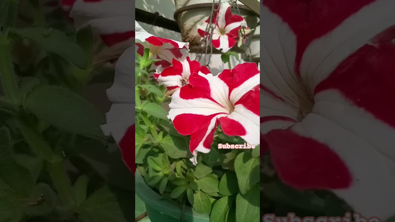 Beauty of Petunia❤️ #garden #shorts #shortvideo #youtubeshorts #trending #viral #youtube #flowers