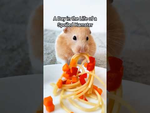 A Day in the Life of a Spoiled Hamster! - TikTok Trend Hamster Edition ????????????????