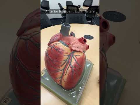 Heart Blood Vessels (Big heart model)