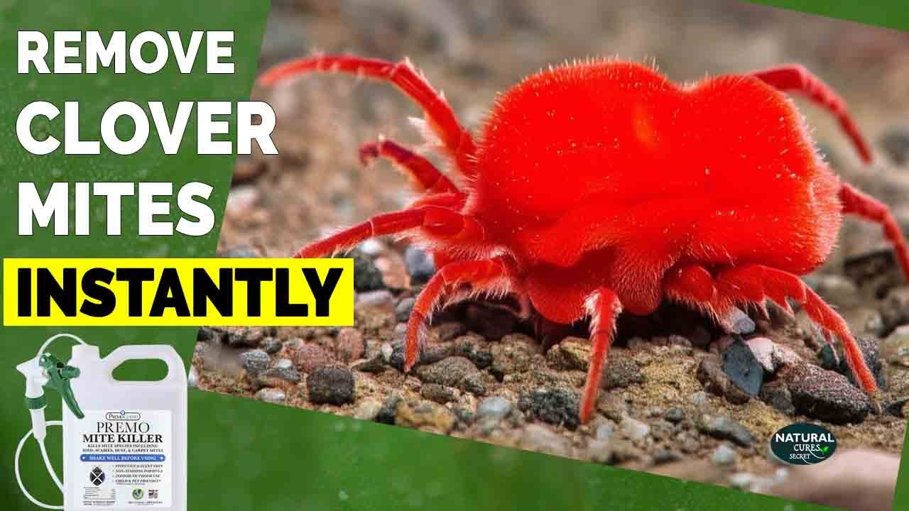 How to Get Rid of Clover Mites Instantly | Pest Control