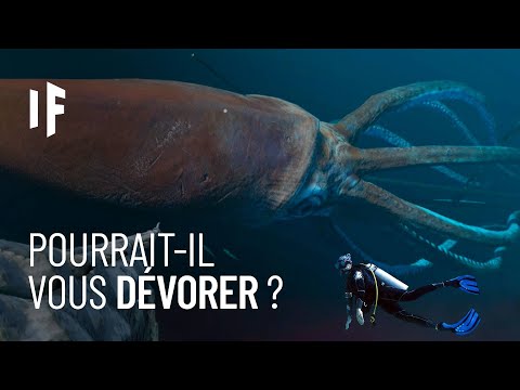 Et si vous étiez attaqué par un calmar géant ?