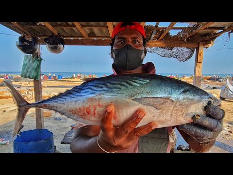 Mackerel Tuna Fish And Skipjack Tuna Fish Cutting | Mr.Sampath