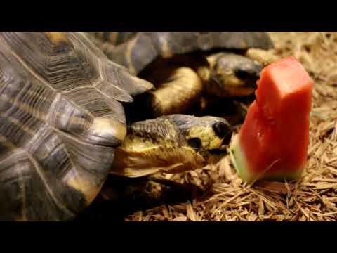Radiated Tortoise Vs. Watermelon