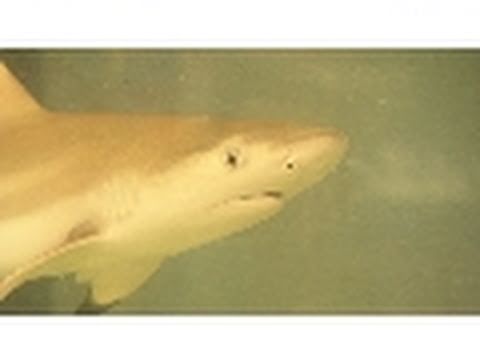 Seizing Sharks | National Geographic
