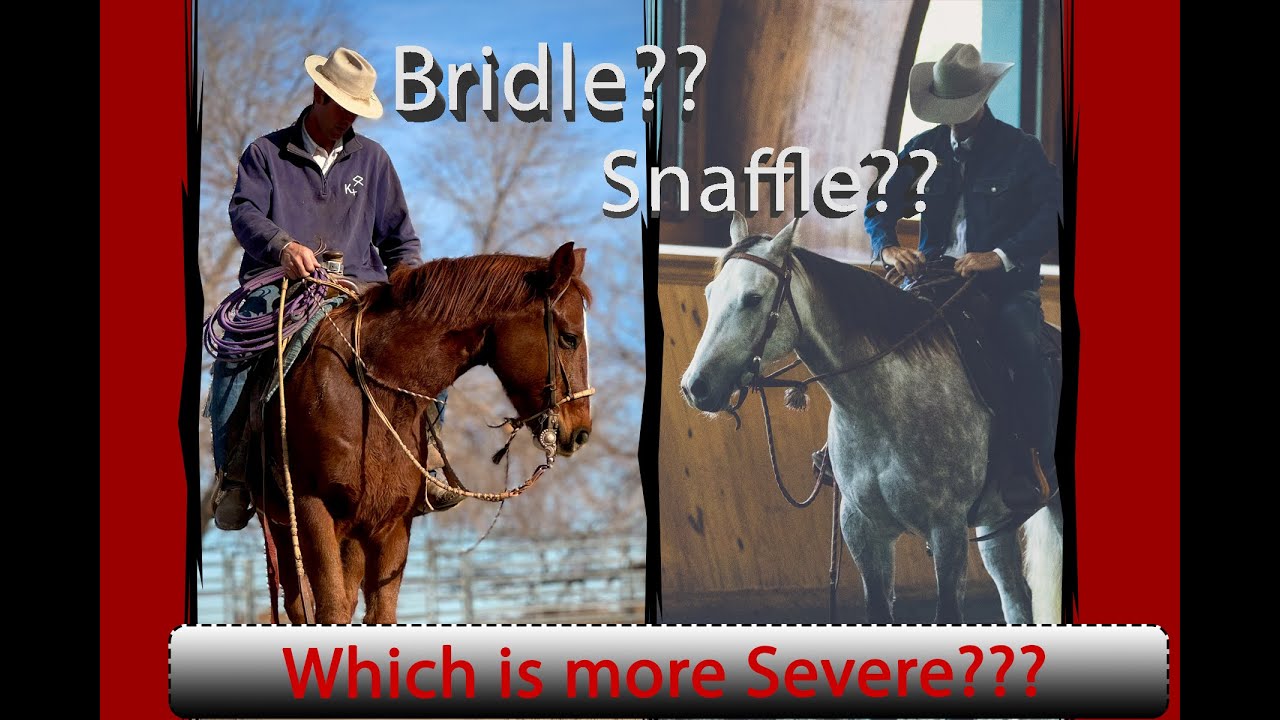 Which is More Severe? Snaffle or Bridle?