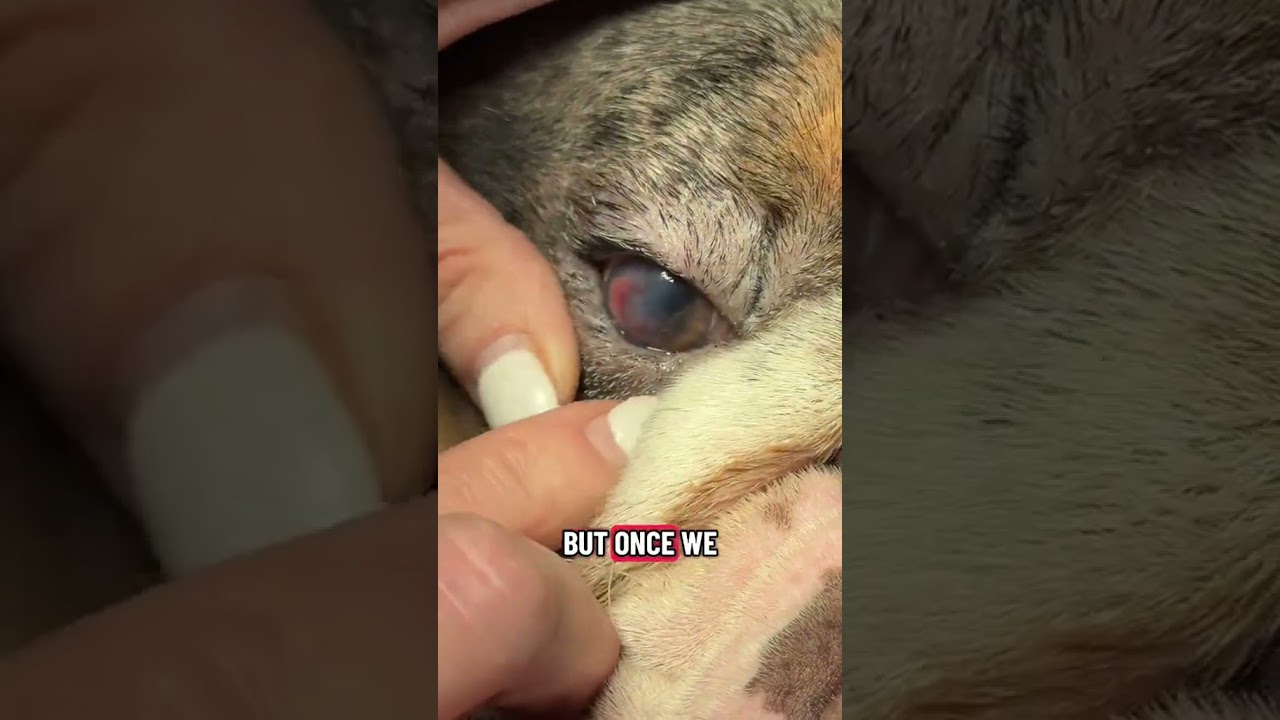 Bogie the Bulldog will have such more relief after we fix his Entropion