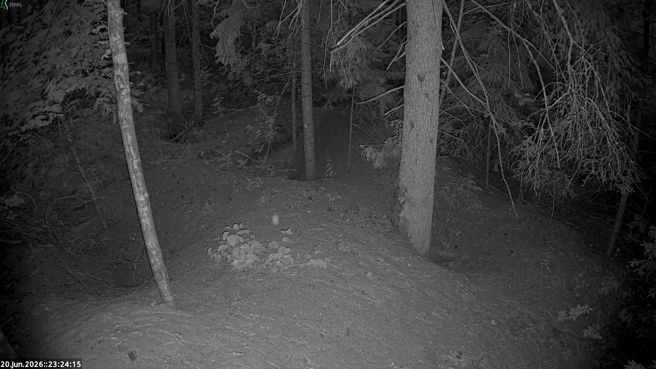 Tejonera de tejón europeo, Saaremaa - Live Webcam | GeoWebcams