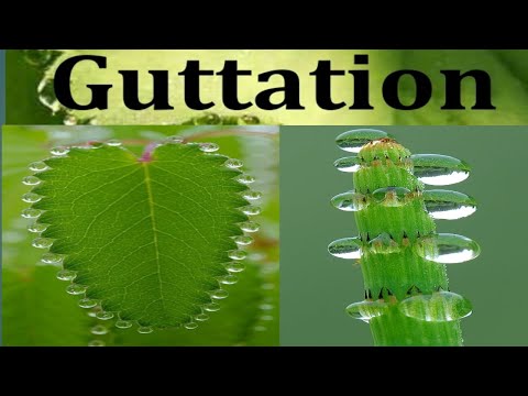 GUTTATION || Cause and Importance Of Guttation || Education Notes