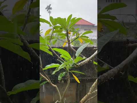 Rainy season in Bali (Indonesia)