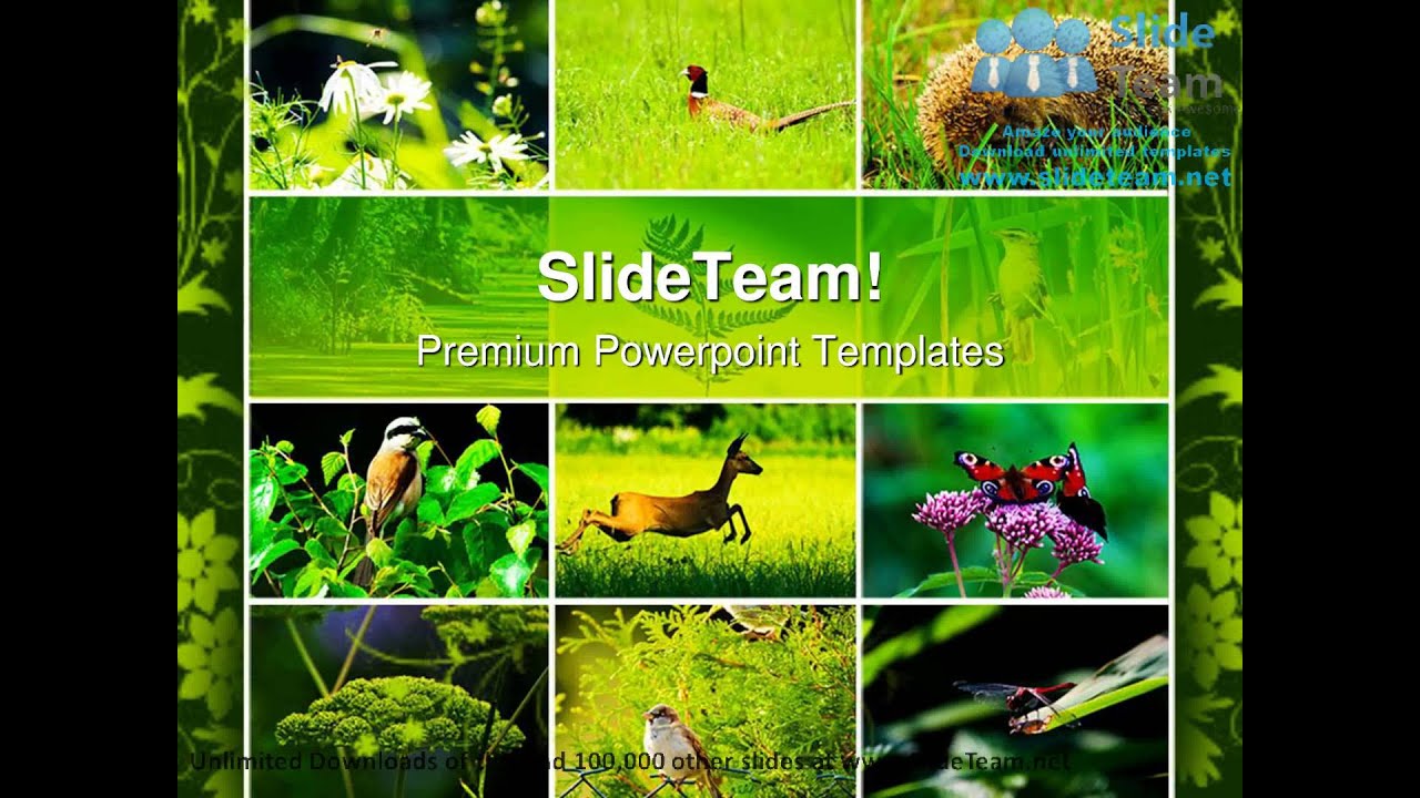Wild Nature Animals PowerPoint Templates Themes And Backgrounds ppt designs
