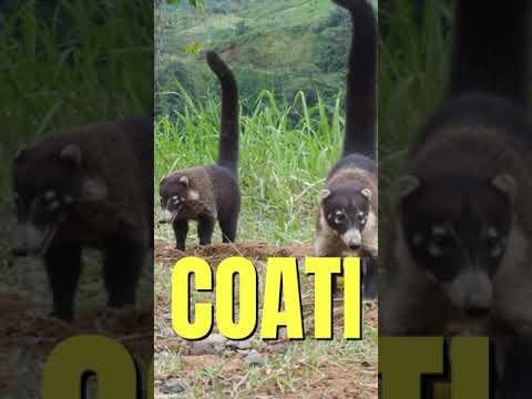 coati #shorts