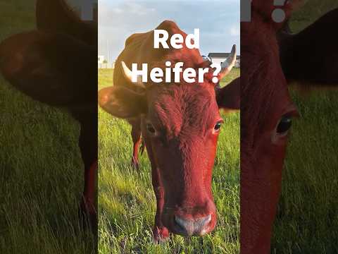 Red Heifer Ceremony Already Happened?
