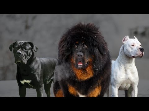 The Top 10 Most Powerful Mastiff Dog Breeds