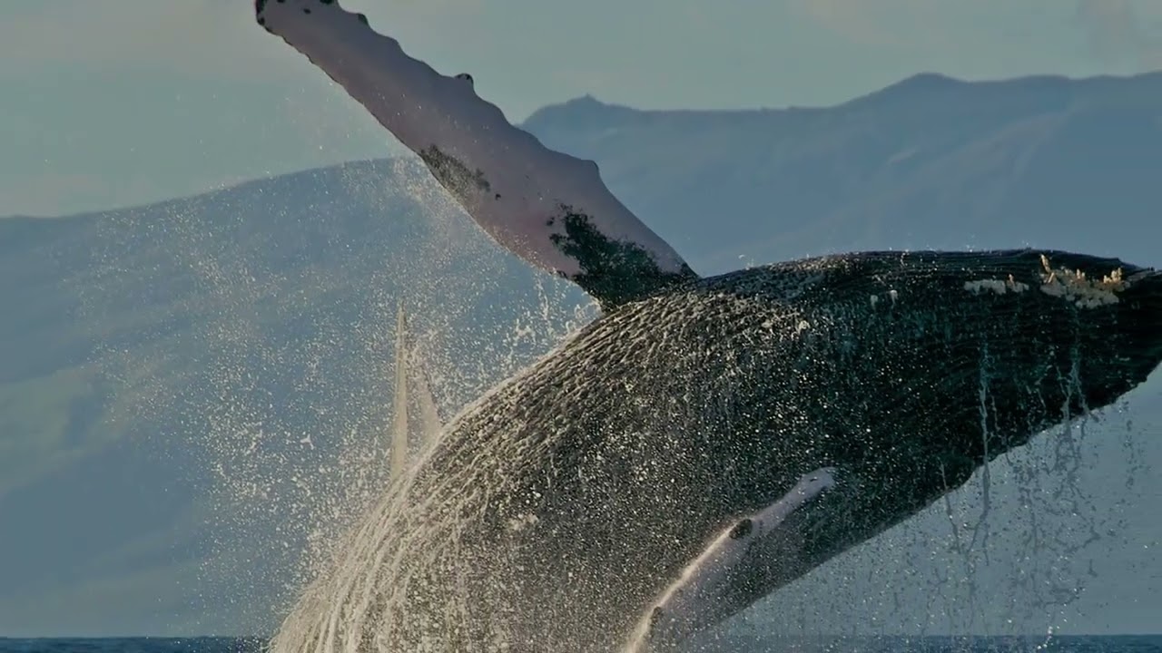 Bing Wallpapers - May 2022 update